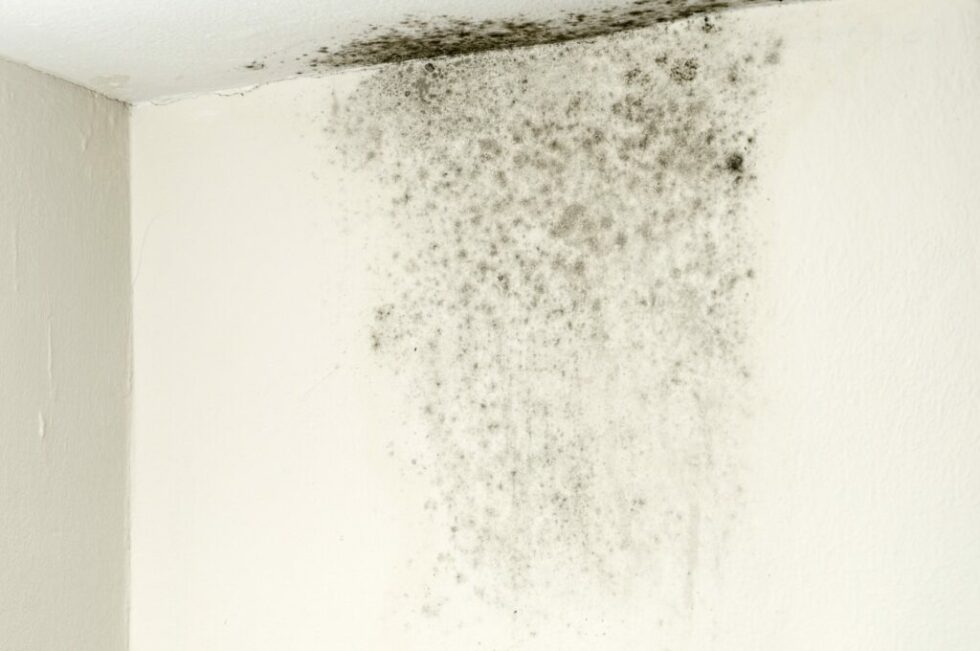 Mould Information - Mouldex
